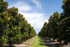 The Incredible Symbolism of The Magnolia Tree