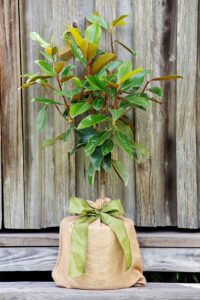 8 Different Types of Magnolia Trees: The Magnolia Company