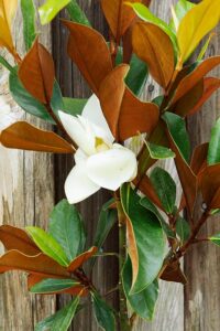 8 Different Types of Magnolia Trees: The Magnolia Company