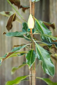 8 Different Types of Magnolia Trees: The Magnolia Company