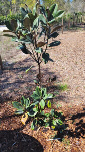 Fertilizing Your Magnolia Tree: Three Things to Know
