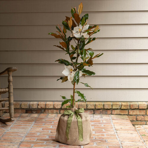 How To Protect Your Magnolia Trees During the Winter