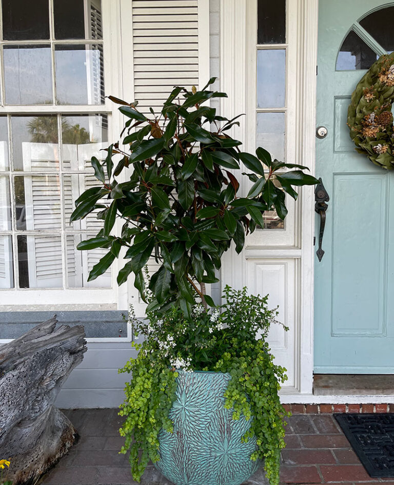 Can you Grow a Magnolia Tree in a Container Garden?