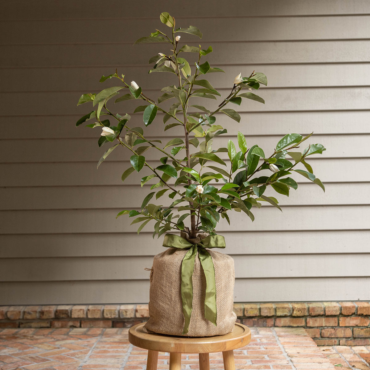 How to Care for a Magnolia Tree