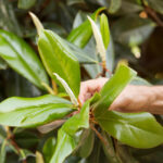 Magnolia Tree Pruning Guide: The Magnolia Company