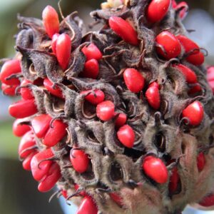 Magnolia Tree Pruning Guide: The Magnolia Company