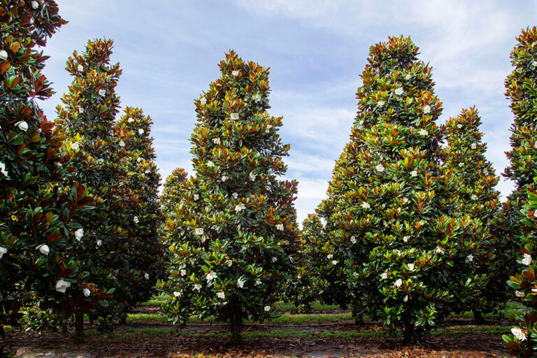Early Spring Magnolia Tree Care