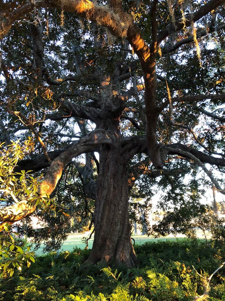 Discovering the Magnificent Magnolia: A Journey Through Time & Gardens