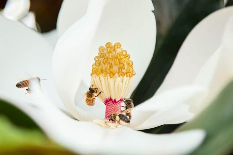 Guide to Harvesting Magnificent Magnolia Blooms
