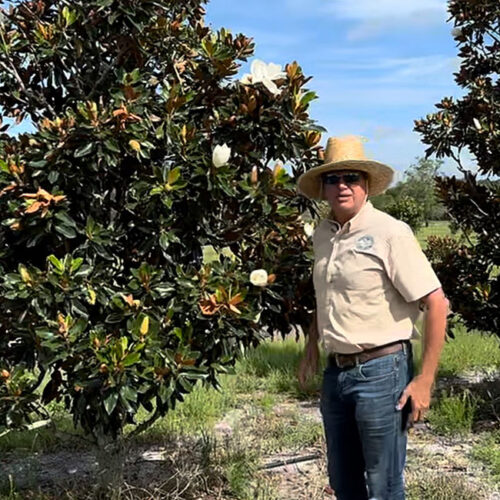 Magnolia Tree Pruning Guide: The Magnolia Company