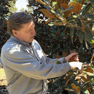 Magnolia Tree Pruning Guide: The Magnolia Company