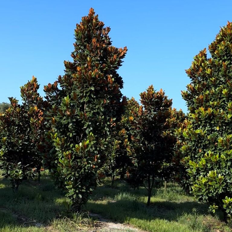 7 Pro-Tips to Transplanting & Root Pruning Your Southern Magnolia Tree