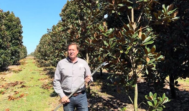 Pruning Magnolias Like a Pro: Insider Secrets for Stunning Results