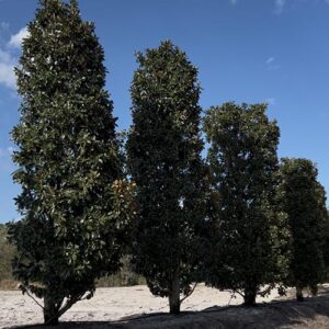 Magnolia Tree Pruning Guide: The Magnolia Company