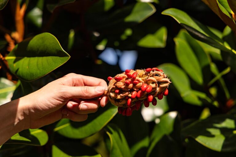 Caring for Magnolia Trees in the Fall: 3 Things to Know