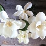 'Roots' by President & Co-Founder of The Magnolia Company