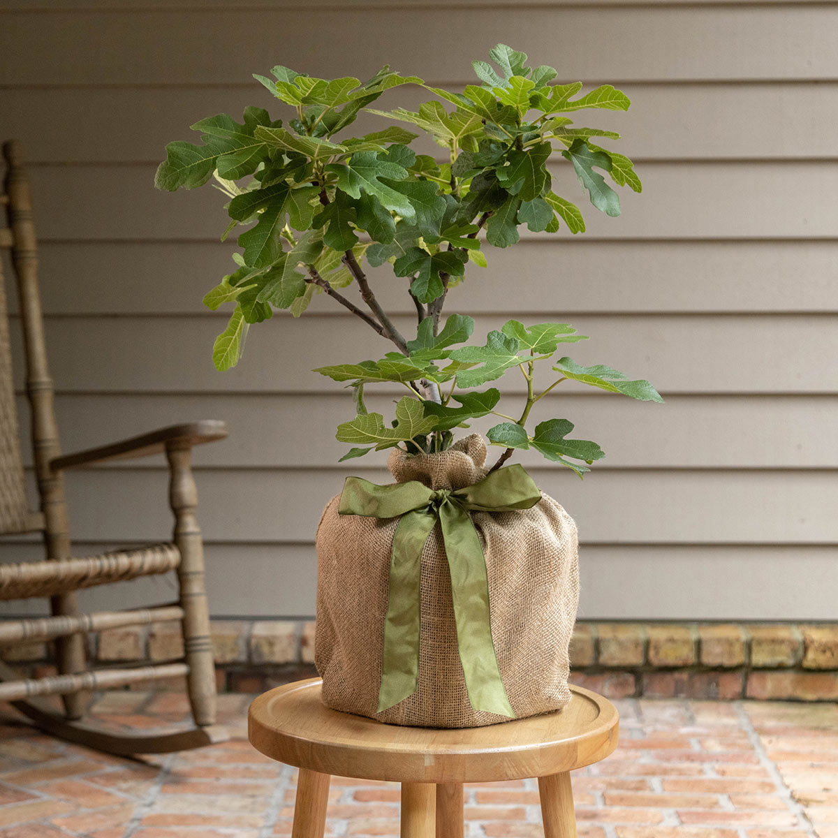 The Magnolia Company: Fruitful Fig Tree