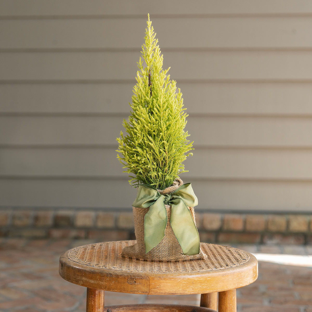 Lemon Cypress Tree