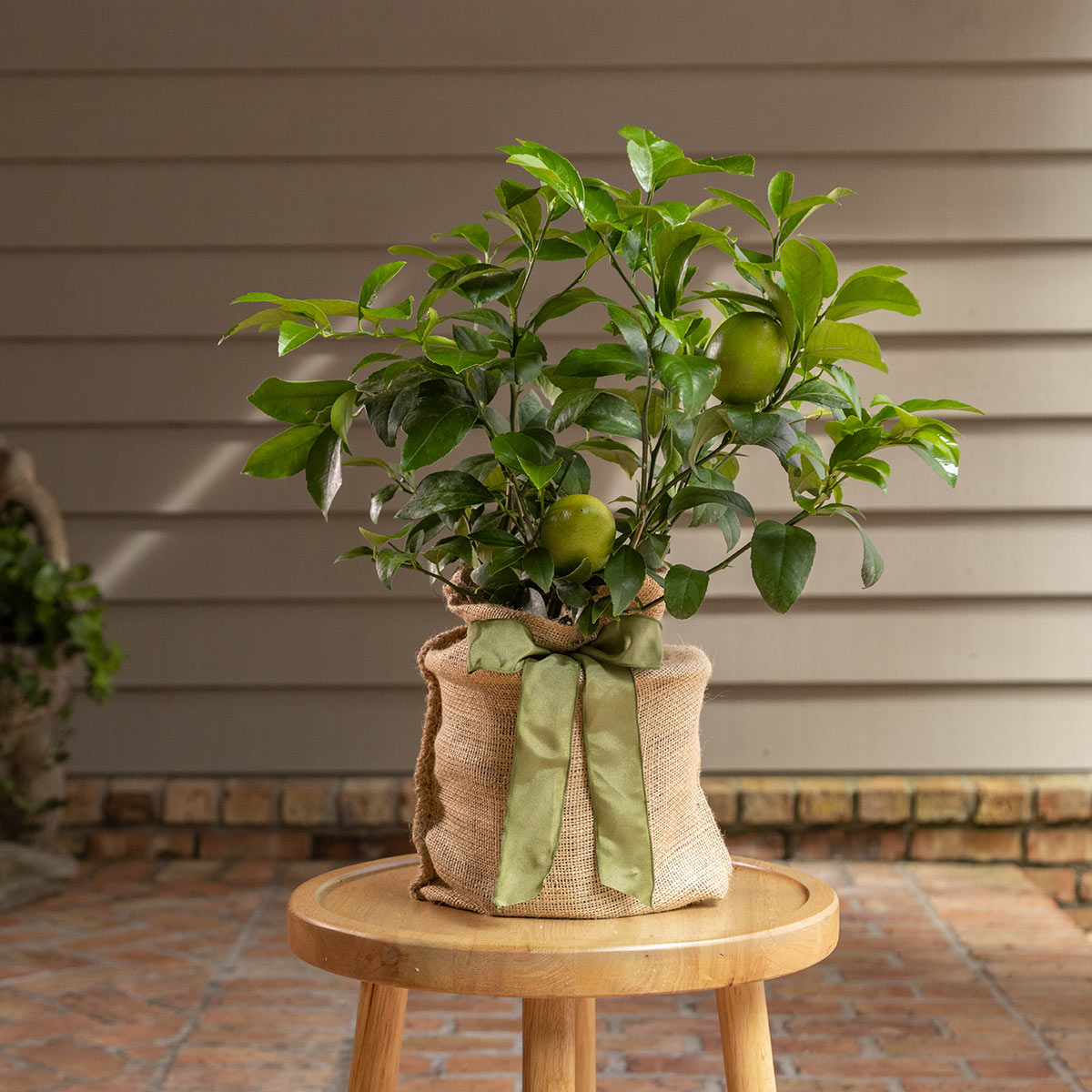 The Magnolia Company: Lime Tree