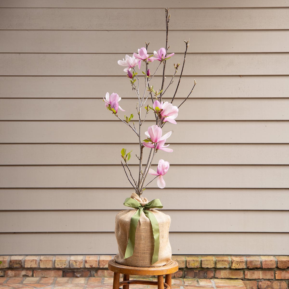 Shaped Magnolia Tree