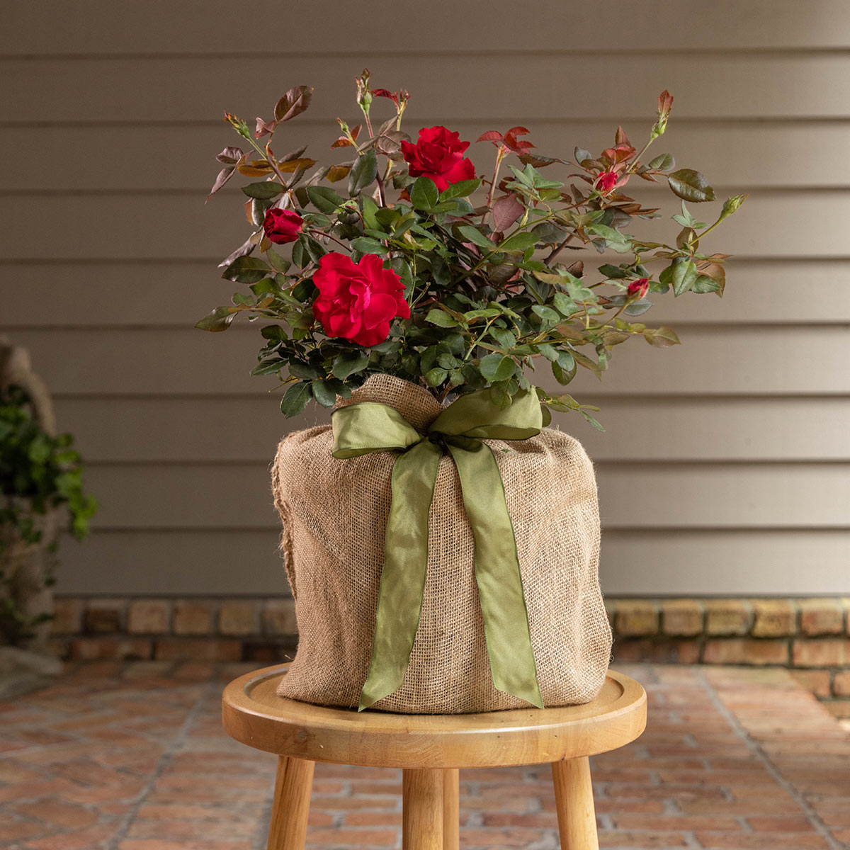 The Magnolia Company: Sweet Spirit Rose