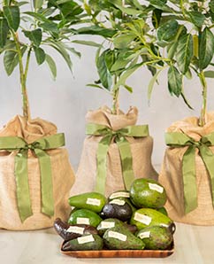 Gift Trees: The Magnolia Company