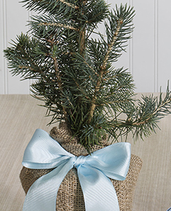 Gift Trees: The Magnolia Company