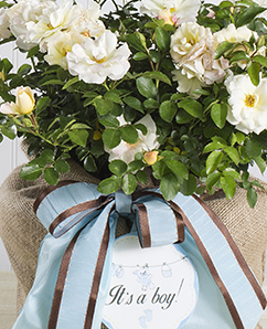 Baby: The Magnolia Company