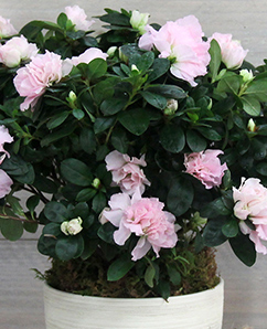 Bestsellers: The Magnolia Company