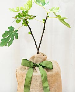 Birthday: The Magnolia Company