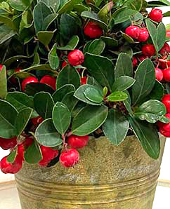 Centerpieces: The Magnolia Company