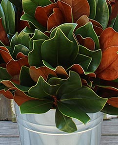 Bestsellers: The Magnolia Company