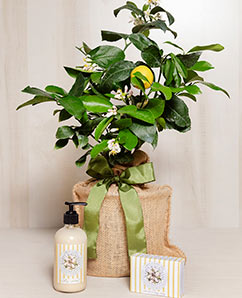 Gift Trees: The Magnolia Company